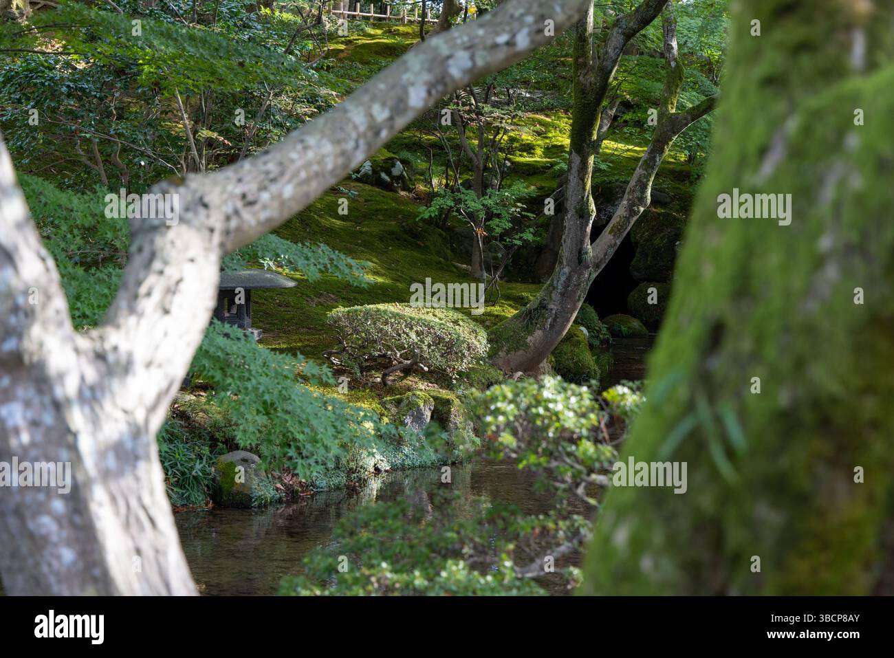 Quiet stream flowing through mossy terrain and shaded trees with stone ...