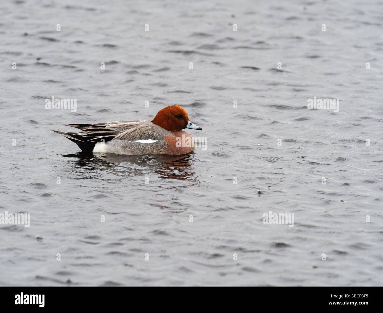 Eurasian wigeon Anas penelope male swimming in a pool, Catcott Lows ...