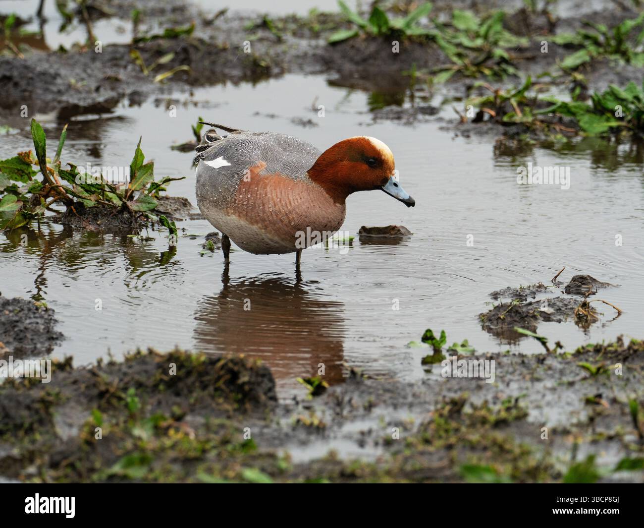 Eurasian wigeon Anas penelope male drinking from a pool, Catcott Lows Nature Reserve, Somerset ...