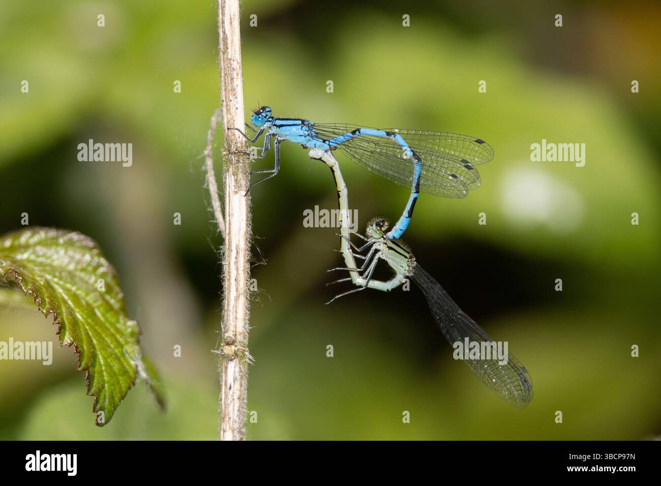 Common blue damselflies mating Stock Photo - Alamy