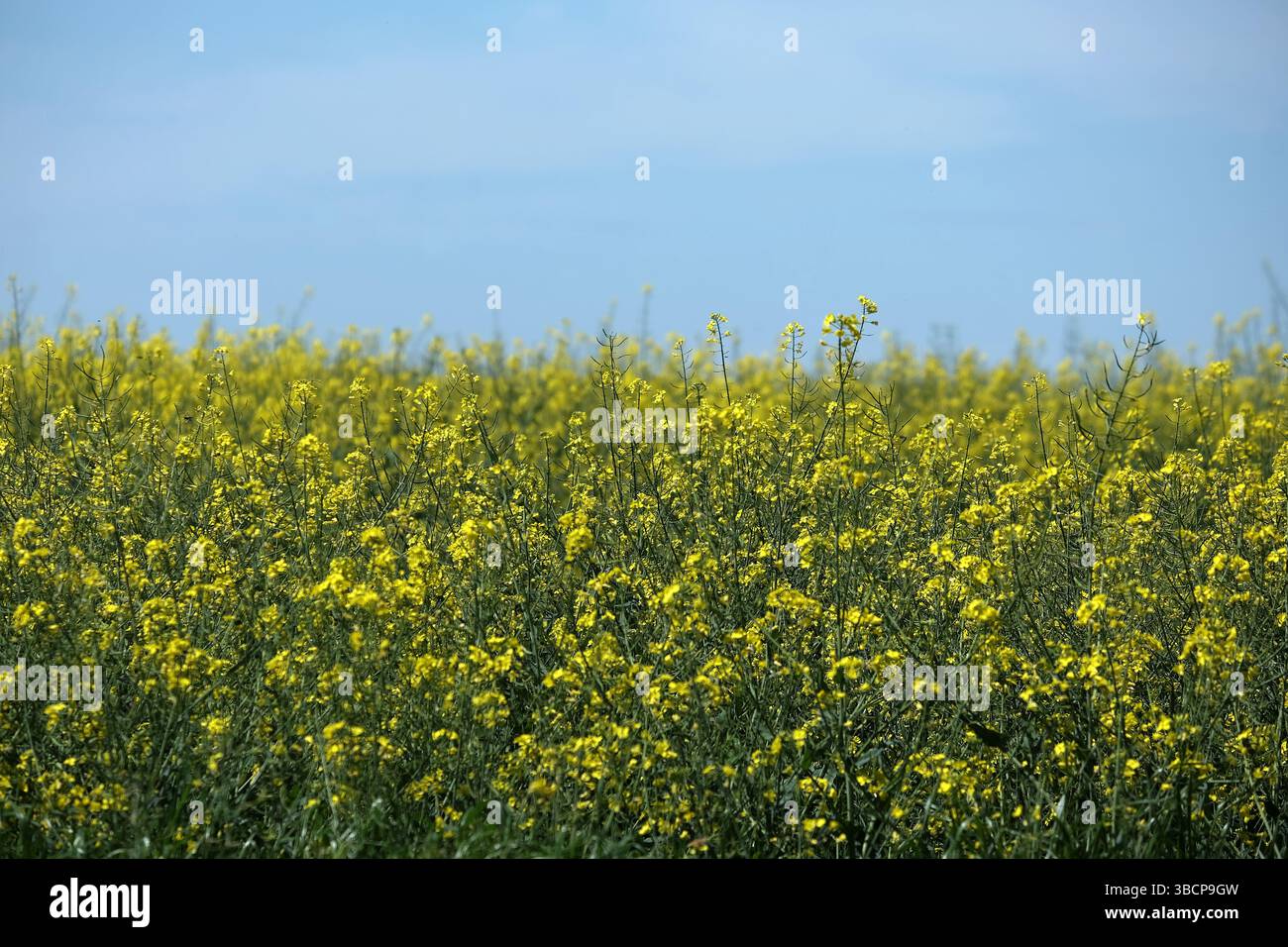 Polyculture fields hi-res stock photography and images - Alamy