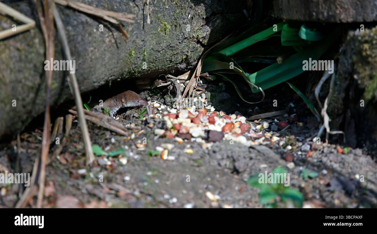 Common shrew below the bird feeders Stock Photo - Alamy