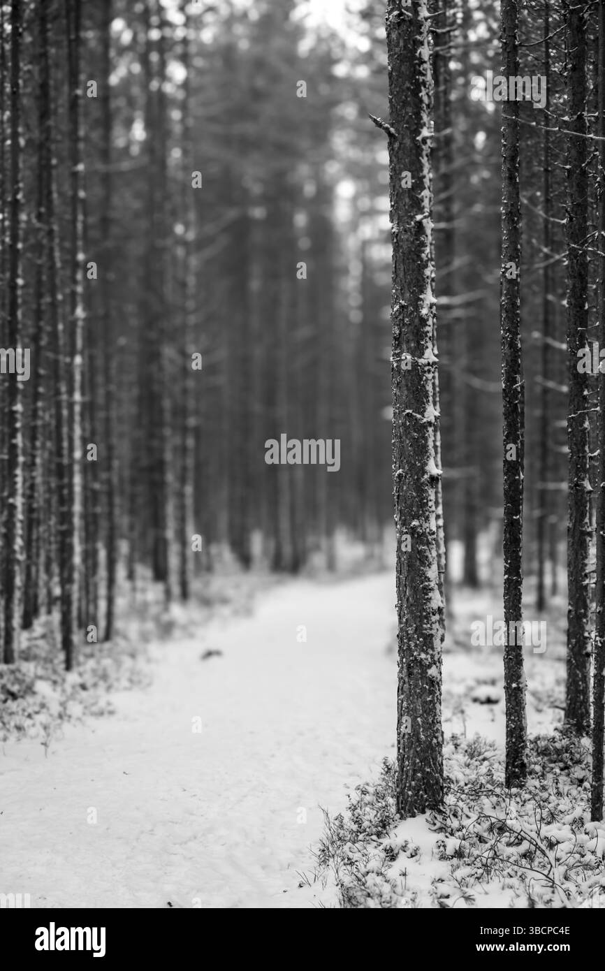 Landscape forest path trees Black and White Stock Photos & Images - Alamy