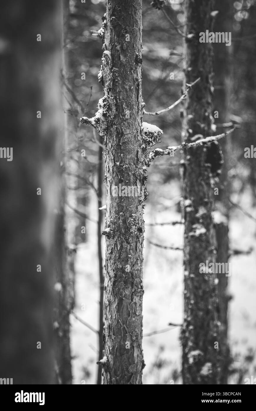 Touch snow Black and White Stock Photos & Images - Alamy