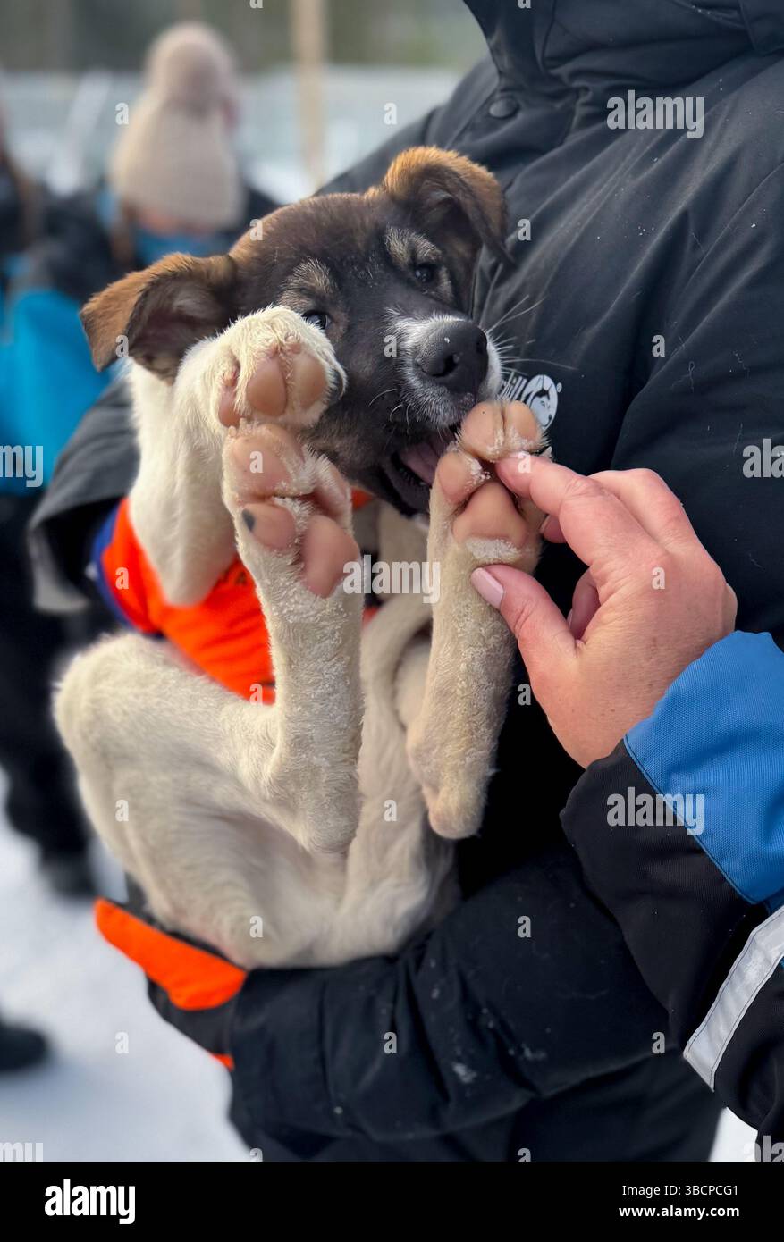 Husky puppy being playful while held Stock Photo - Alamy