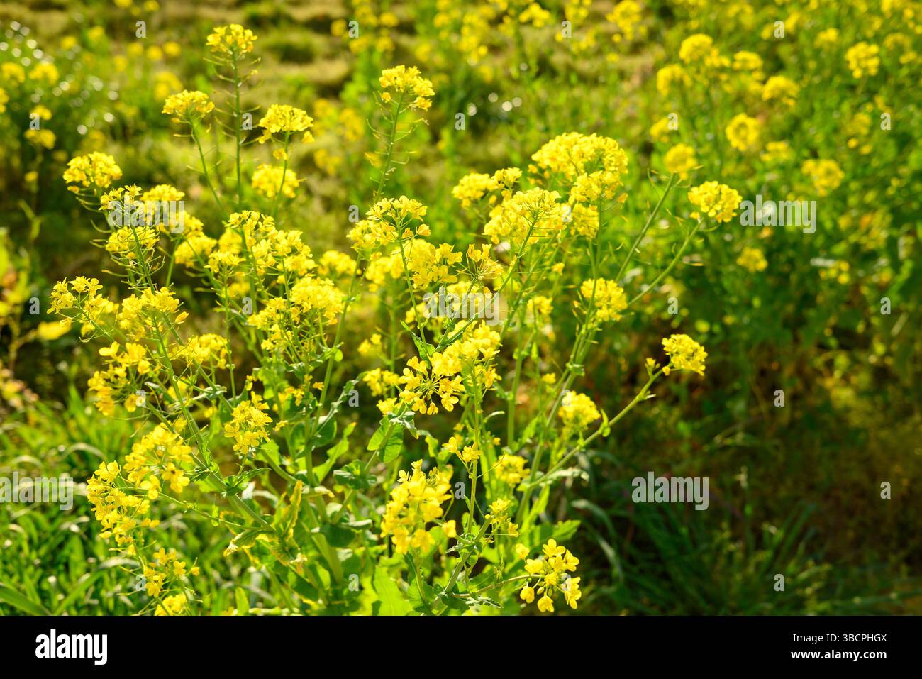 Rapeseed brassica napus plants hi-res stock photography and images - Alamy