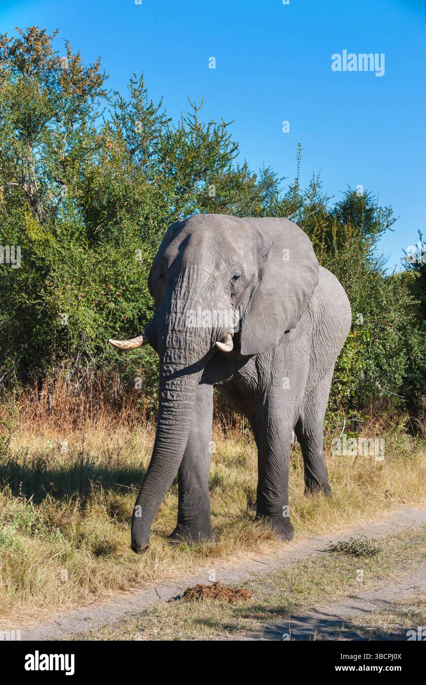 African elephant (Loxodonta africana), walking along a dirt road ...