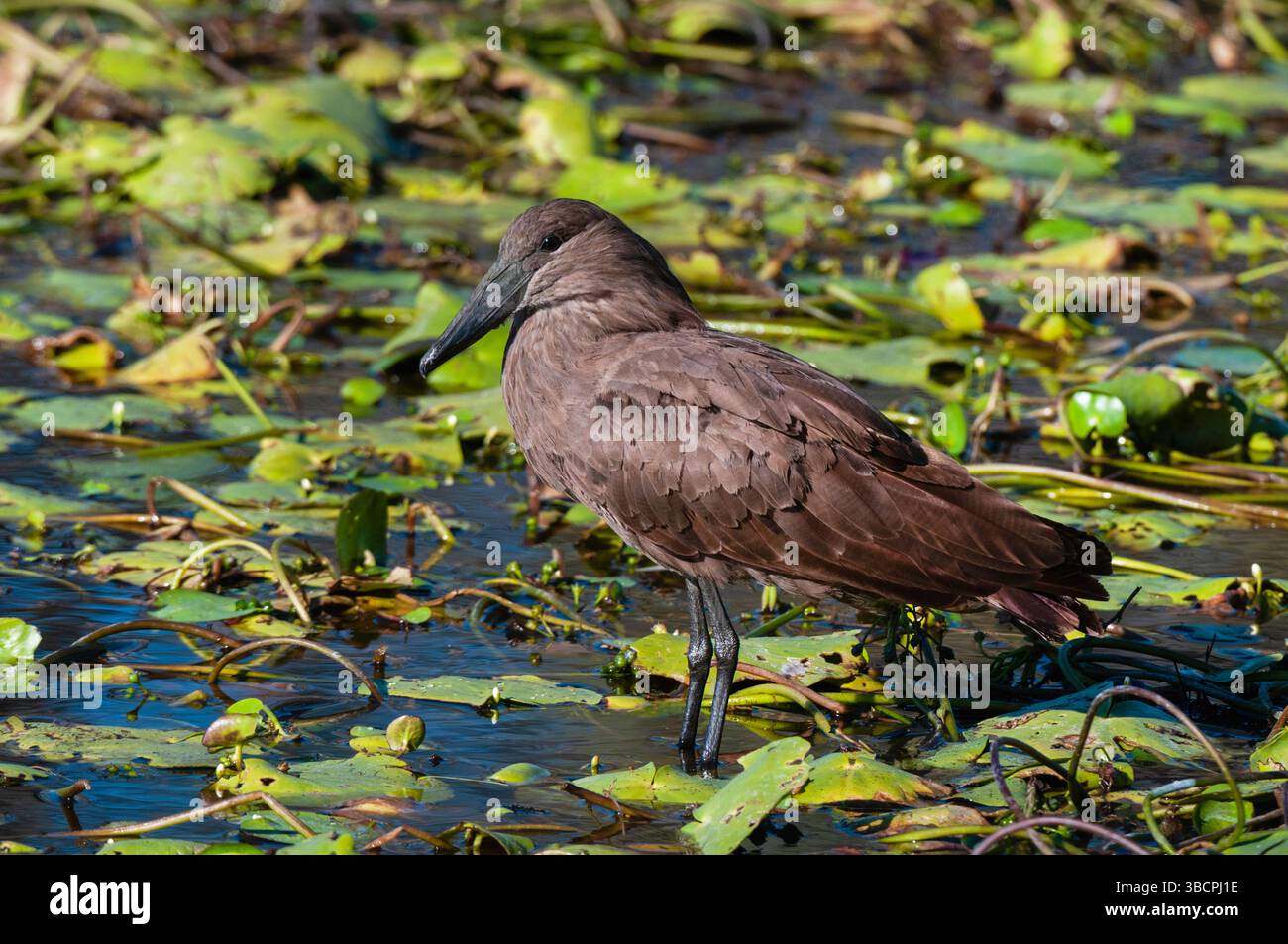 hammercop (Scopus umbretta), standing in shallow water among lily pads ...