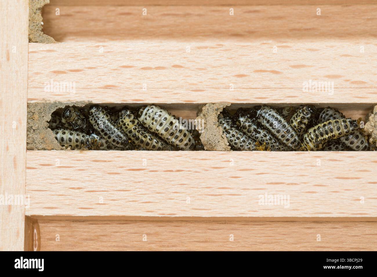 Large Aspen Mason Wasp (Symmorphus crassicornis), Potter wasp ...
