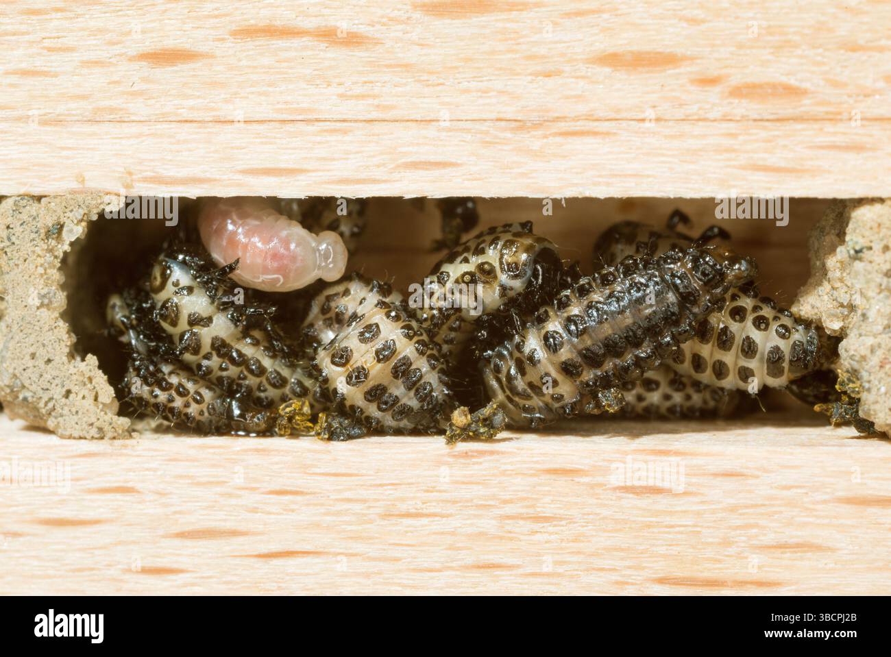 Wasps nest larvae development hi-res stock photography and images - Alamy