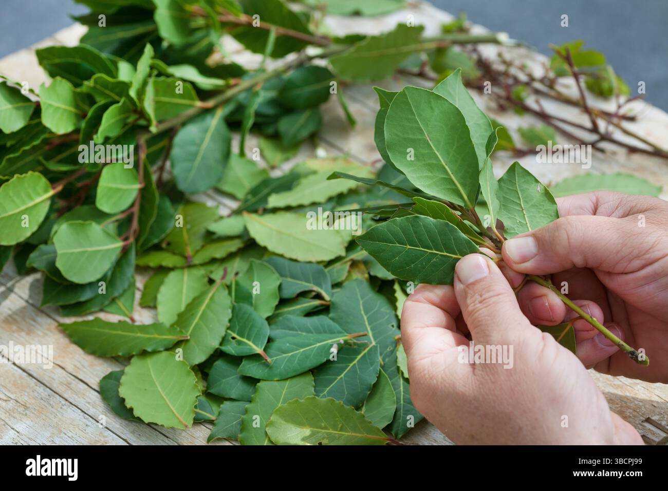 Sweet bay laurel, Bay tree, Sweet bay, Bay laurel, True laurel, Grecian ...