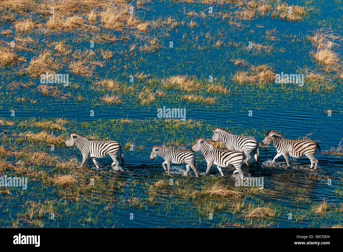 Common Zebra, plains zebra (Equus quagga), five zebras walking one ...