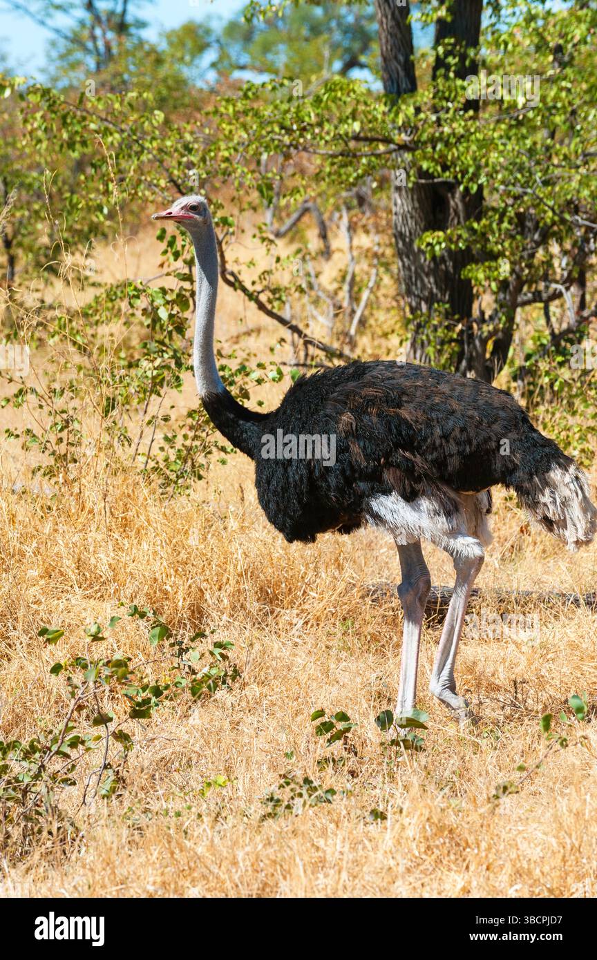 ostrich (Struthio camelus), male walking through the savannah, side ...