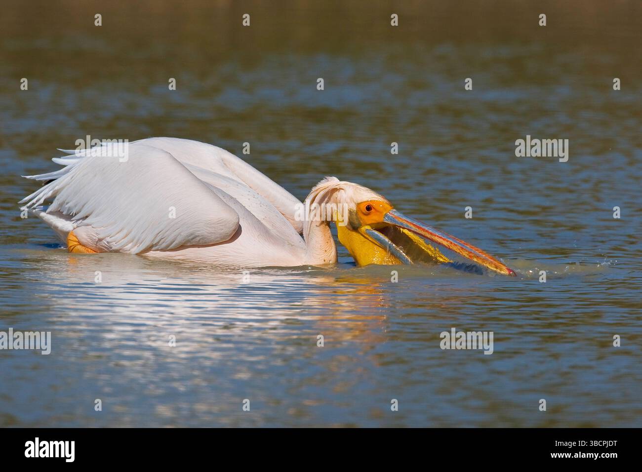 eastern white pelican (Pelecanus onocrotalus), swimming on the water ...