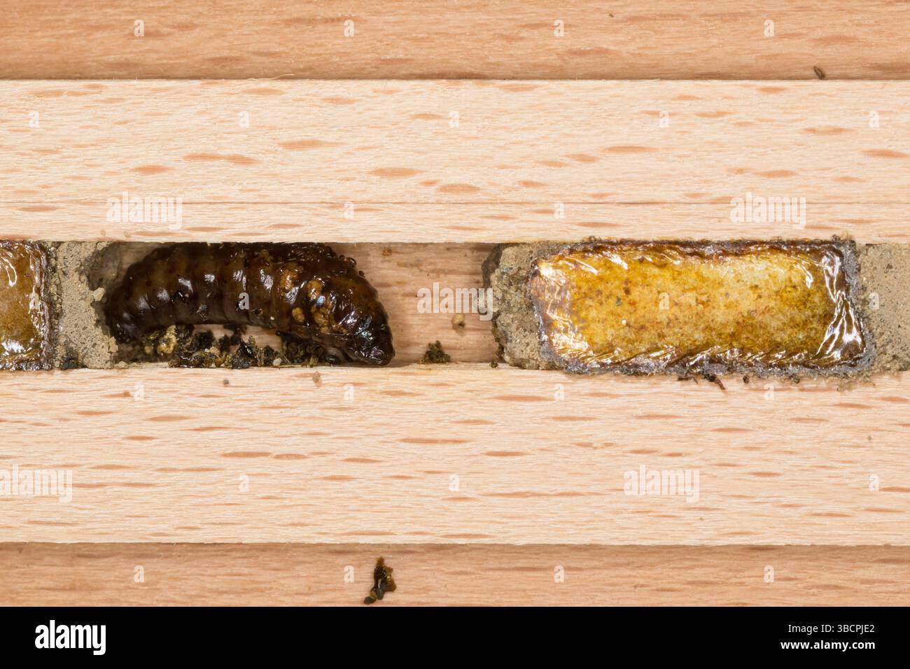 Large Aspen Mason Wasp (Symmorphus crassicornis), Potter wasp ...