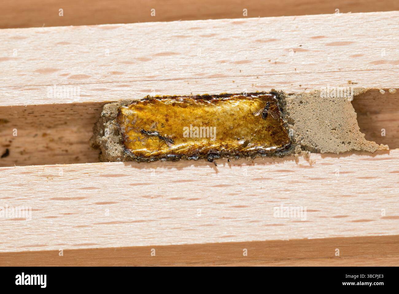 Large Aspen Mason Wasp (Symmorphus crassicornis), Potter wasp ...