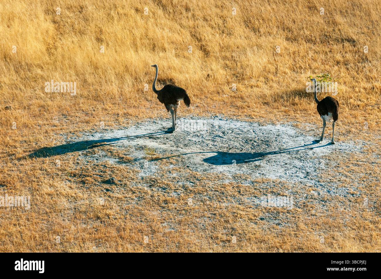 ostrich, common ostrich (Struthio camelus), pair at the nest, Botswana ...
