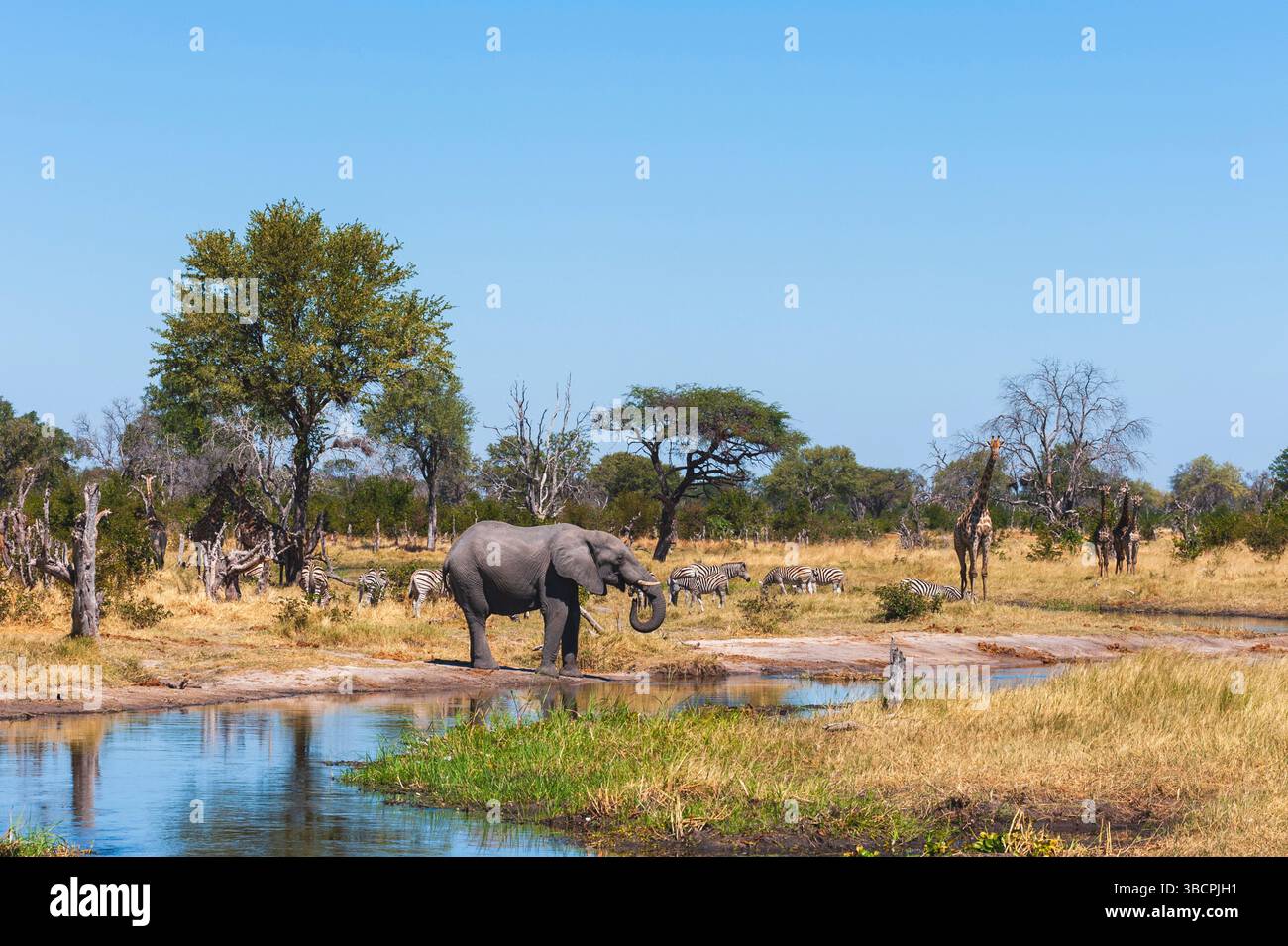 An African elephant, plains zebras and southern giraffes gathered at a ...