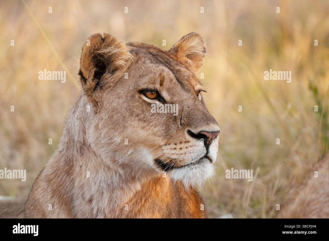lion (Panthera leo), attentive lioness, portrait, Botswana, Okavango ...
