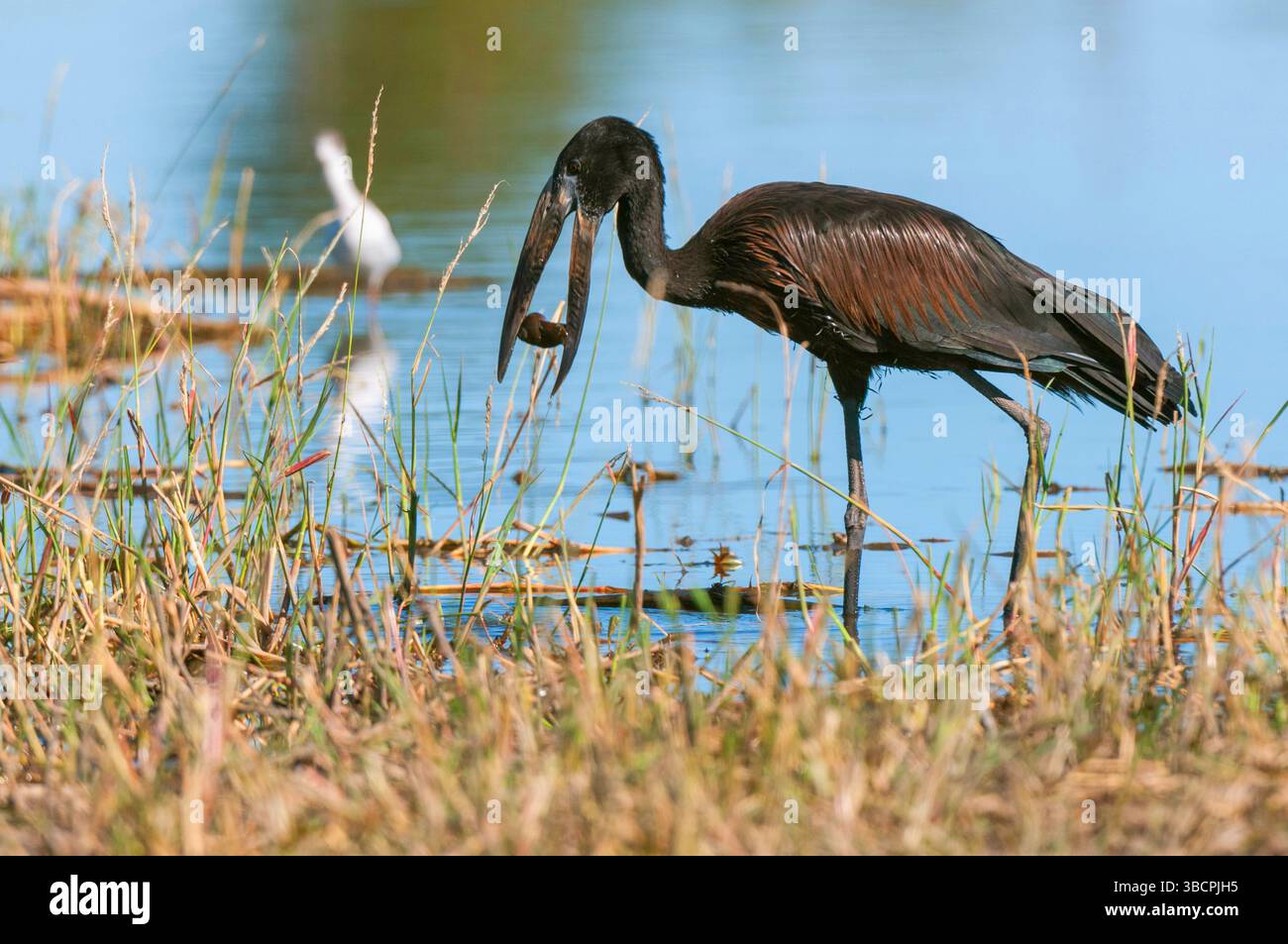 African open-bill stork (Anastomus lamelligerus), standing in shallow ...