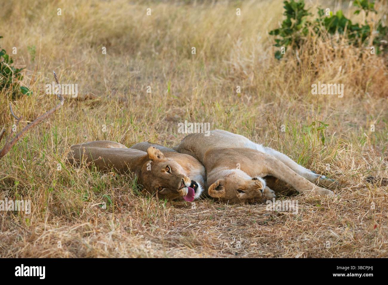 lion (Panthera leo), two lionesses resting together, Botswana, Okavango ...