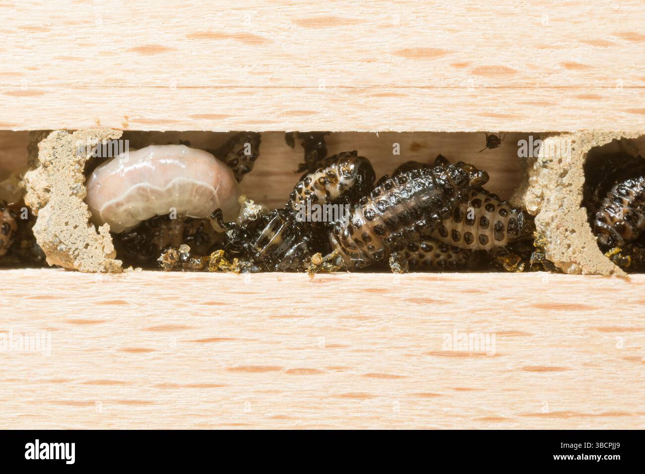Large Aspen Mason Wasp (Symmorphus crassicornis), Potter wasp ...