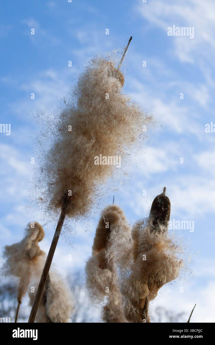 common cattail, broad-leaved cattail, broad-leaved cat's tail, great ...