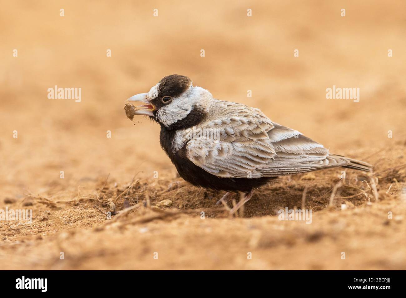 black-crowned sparrow-lark (Eremopterix nigriceps), sitting on the ...