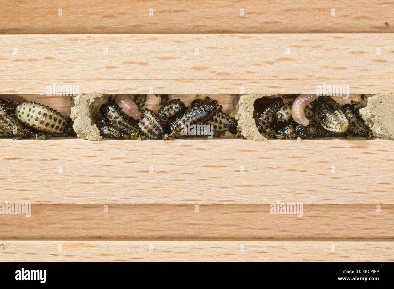 Large Aspen Mason Wasp (Symmorphus crassicornis), Potter wasp ...