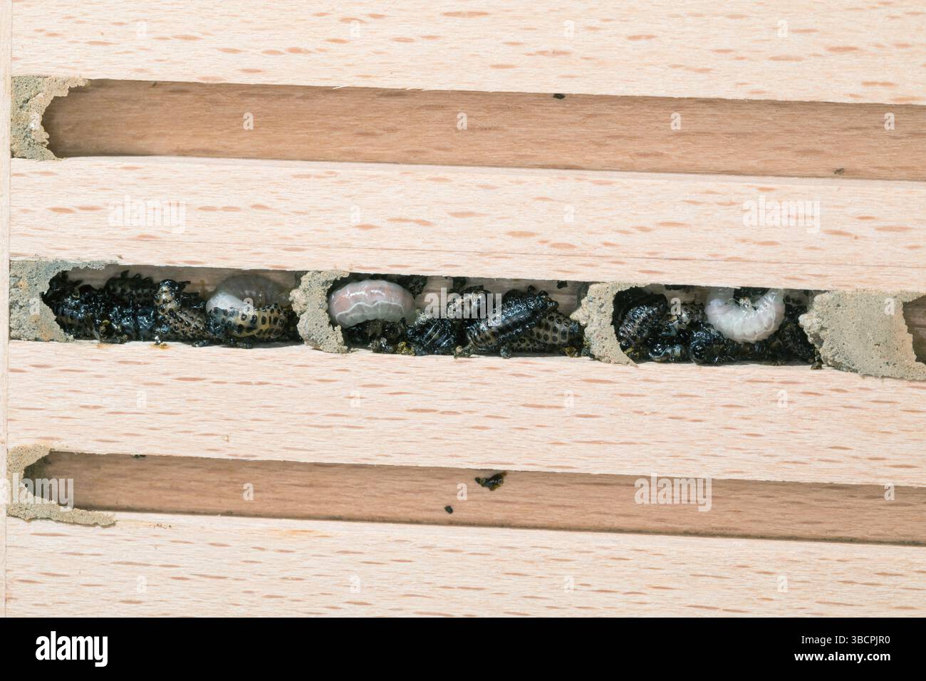 Large Aspen Mason Wasp (Symmorphus crassicornis), Potter wasp ...