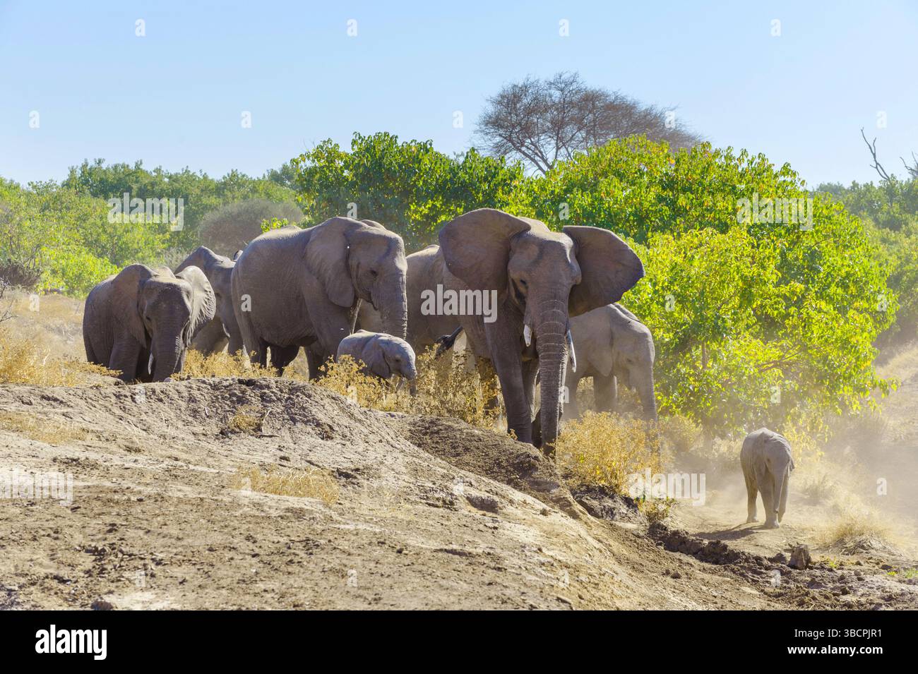 African elephant, African bush elephant, African savanna elephant (Loxodonta africana), herd of ...