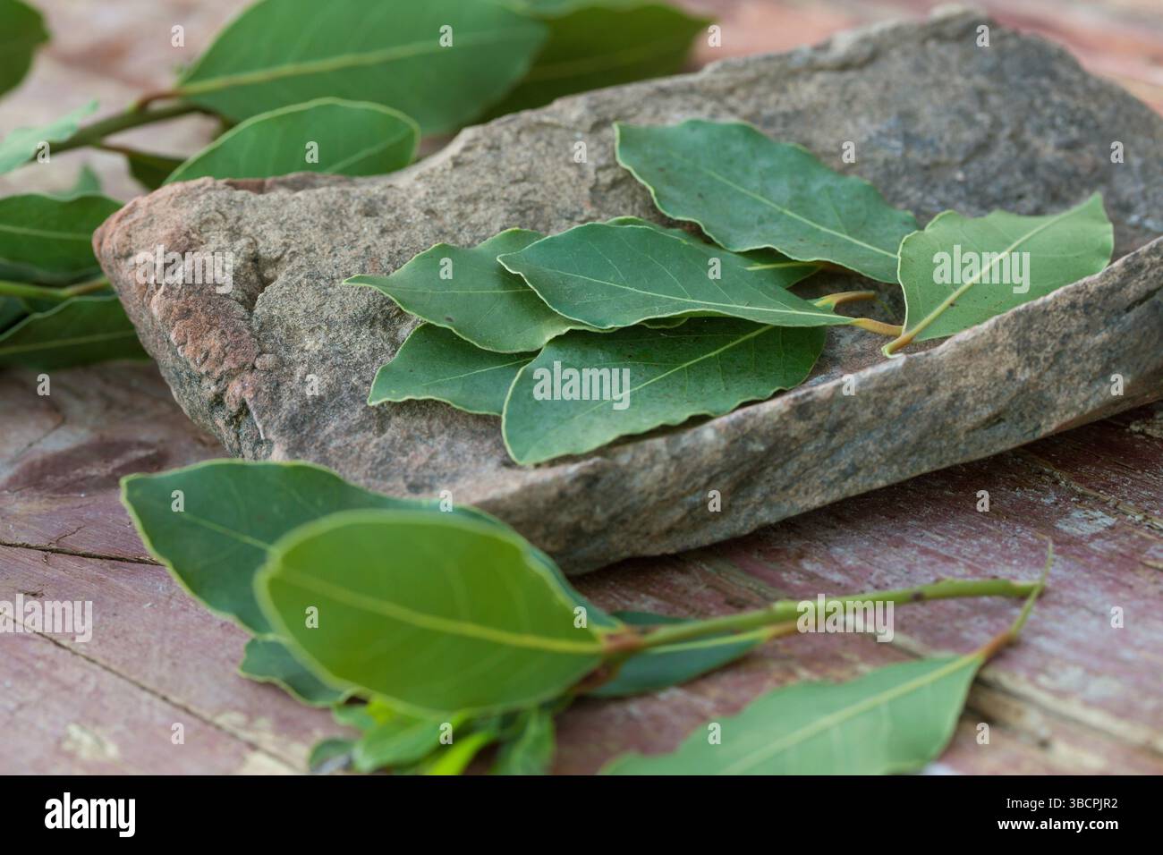 Sweet bay laurel, Bay tree, Sweet bay, Bay laurel, True laurel, Grecian ...