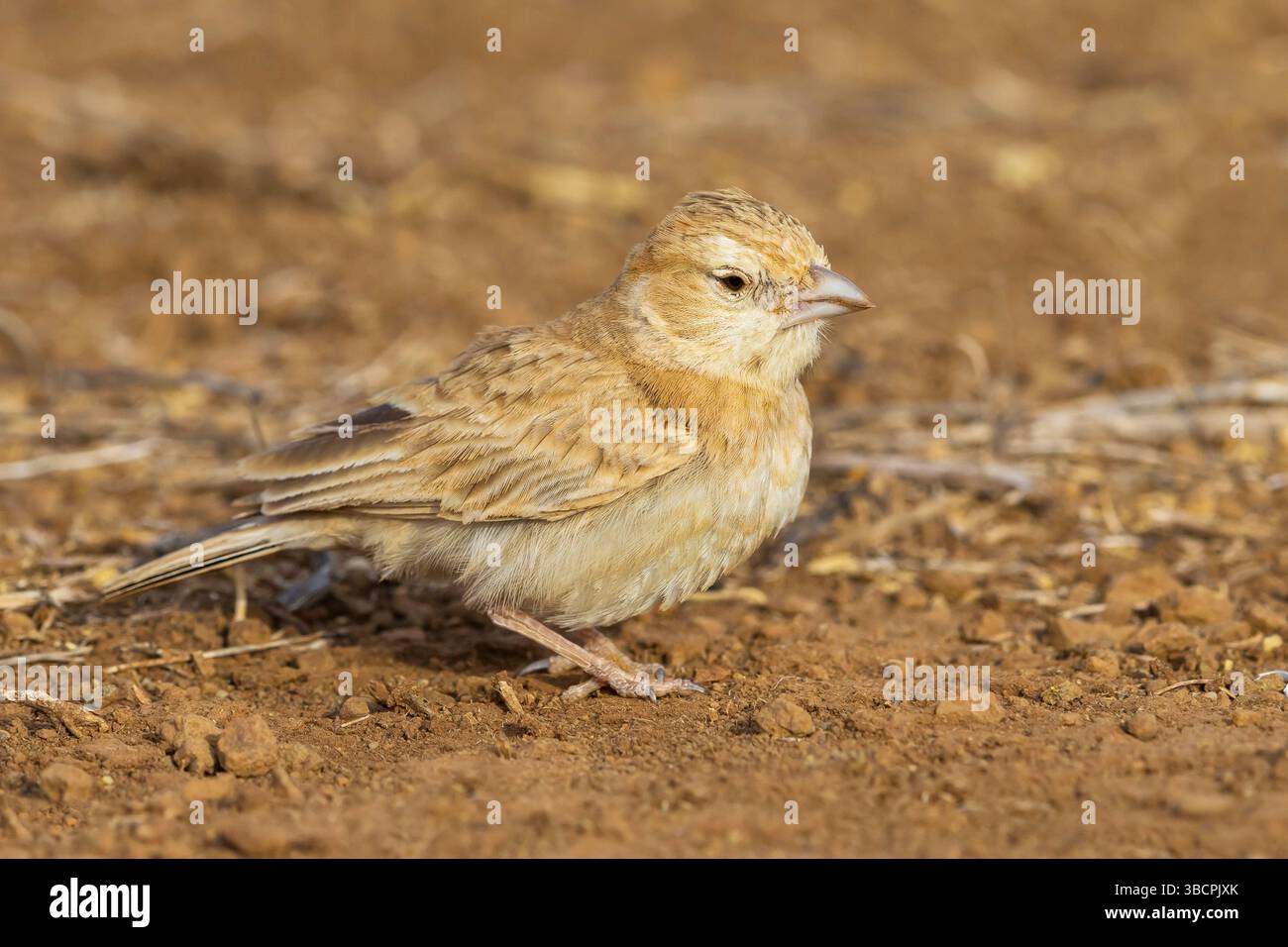 black-crowned sparrow-lark (Eremopterix nigriceps), female perching on ...