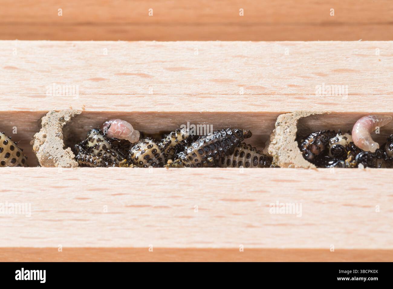 Large Aspen Mason Wasp (Symmorphus crassicornis), Potter wasp ...