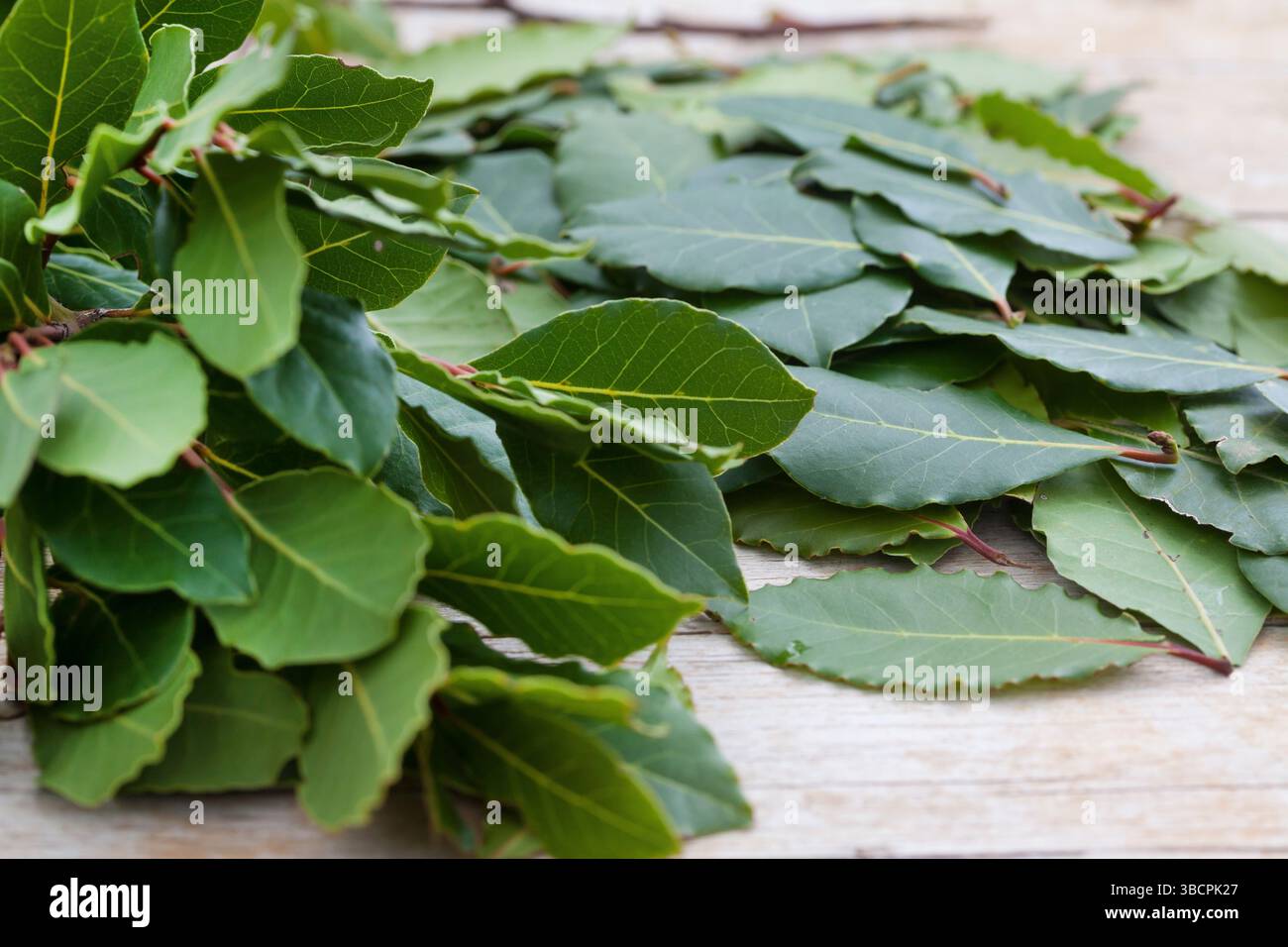 Sweet bay laurel, Bay tree, Sweet bay, Bay laurel, True laurel, Grecian ...