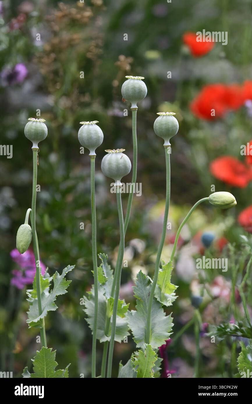Keeping plant seeds hi-res stock photography and images - Alamy