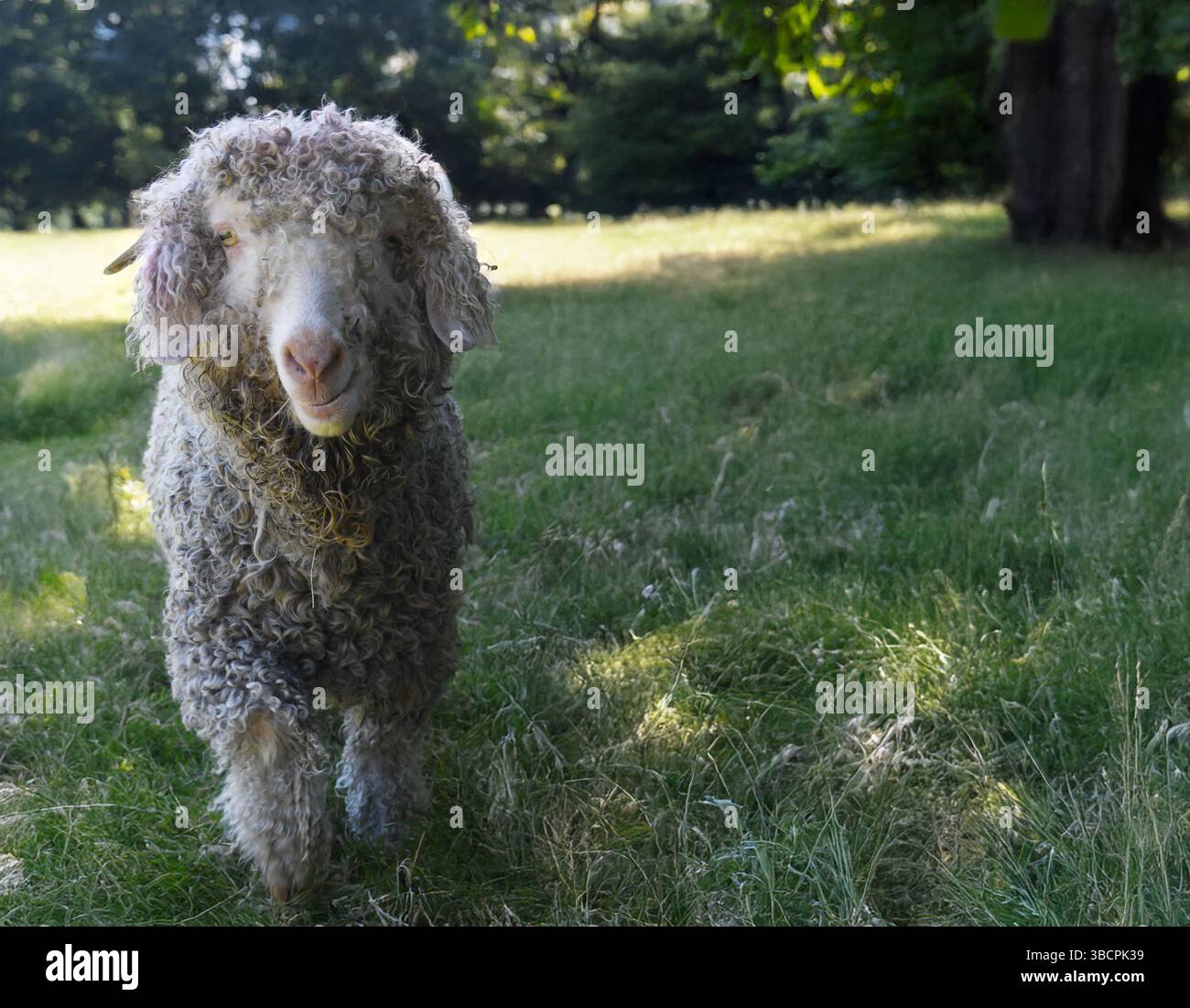 Woolly goat in enclosure hi-res stock photography and images - Alamy