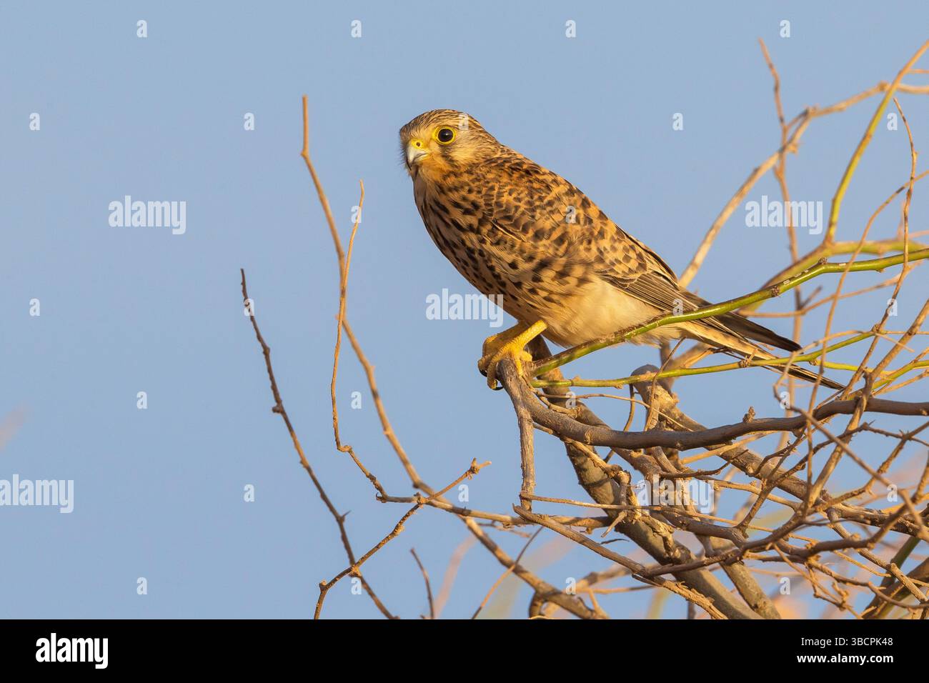 Hembra halcón hi-res stock photography and images - Alamy