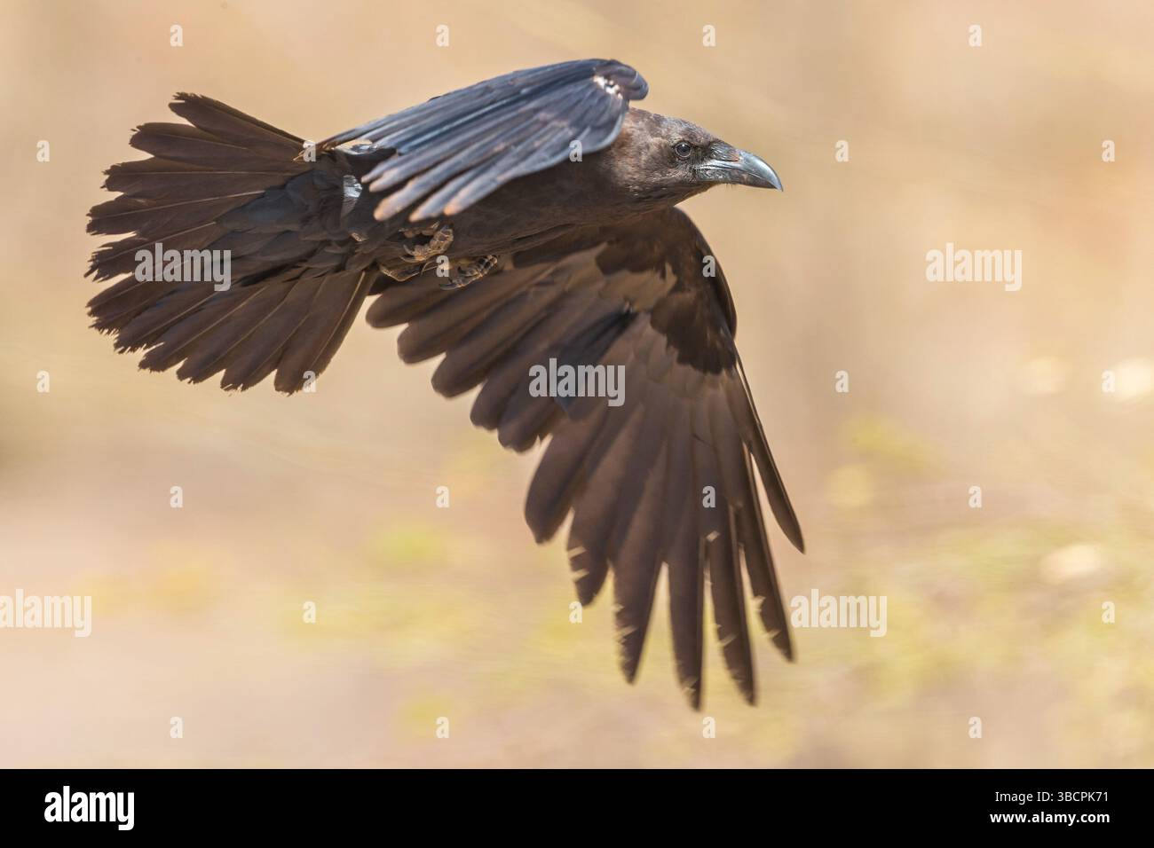 brown-necked raven (Corvus ruficollis), flying, side view, Cap Verde ...