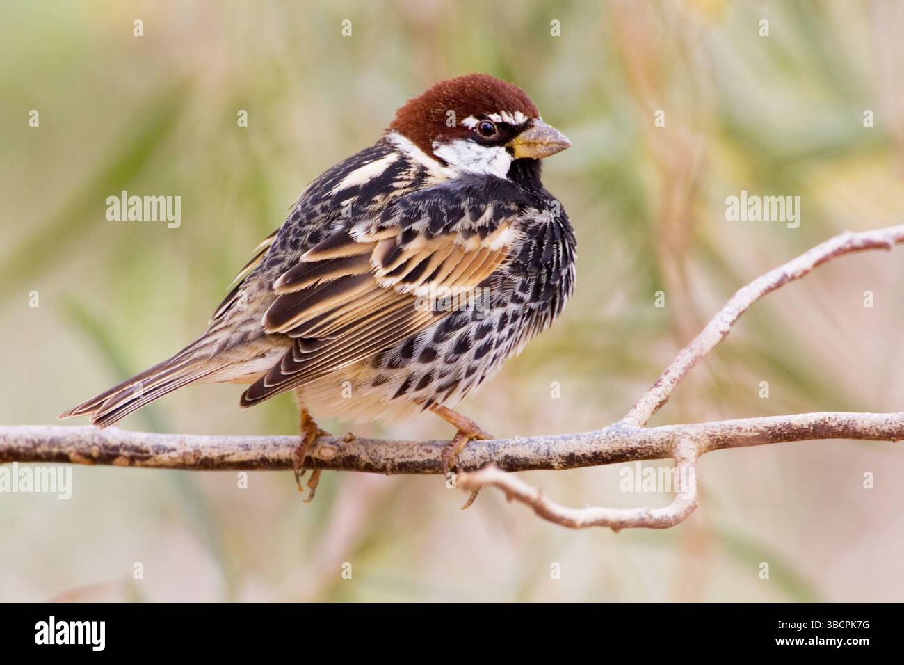Spanish sparrow (Passer hispaniolensis), male sitting on a branchm ...