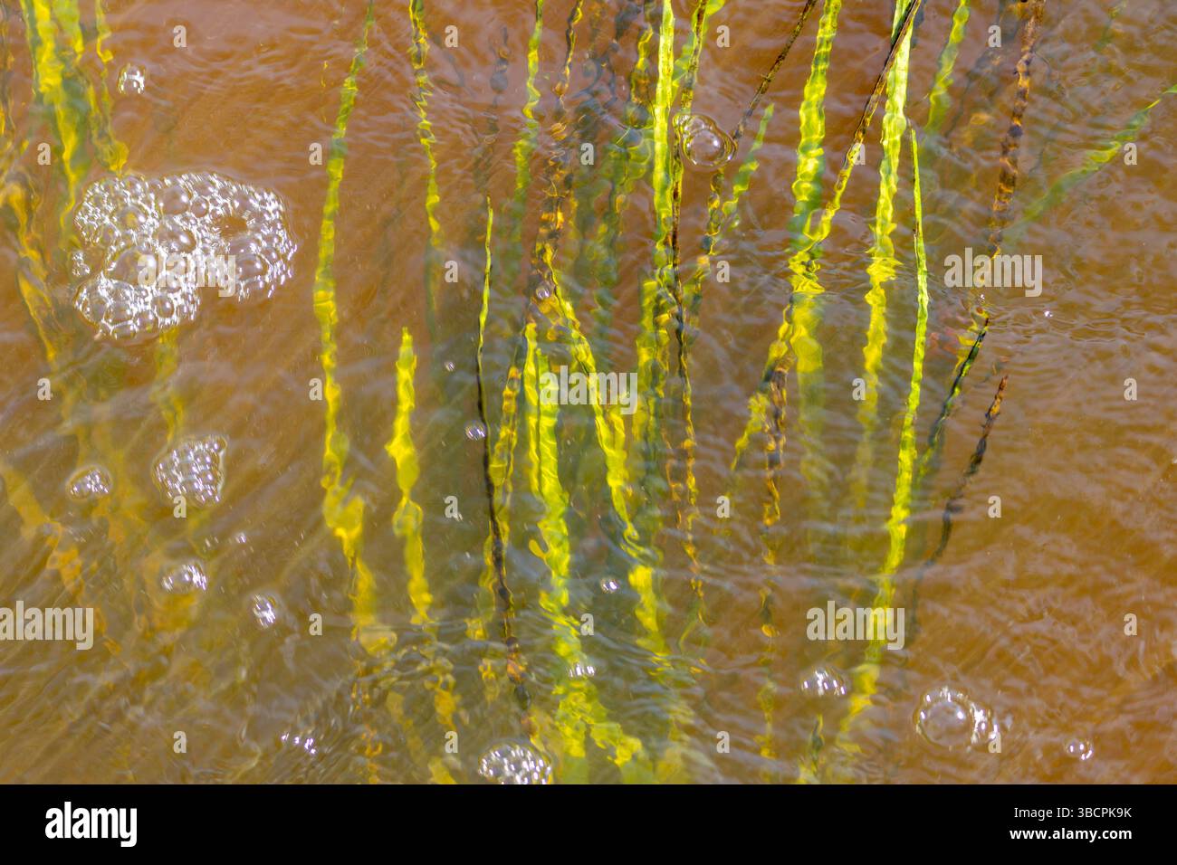 Algae growing in polluted orange water with bubbles Stock Photo - Alamy