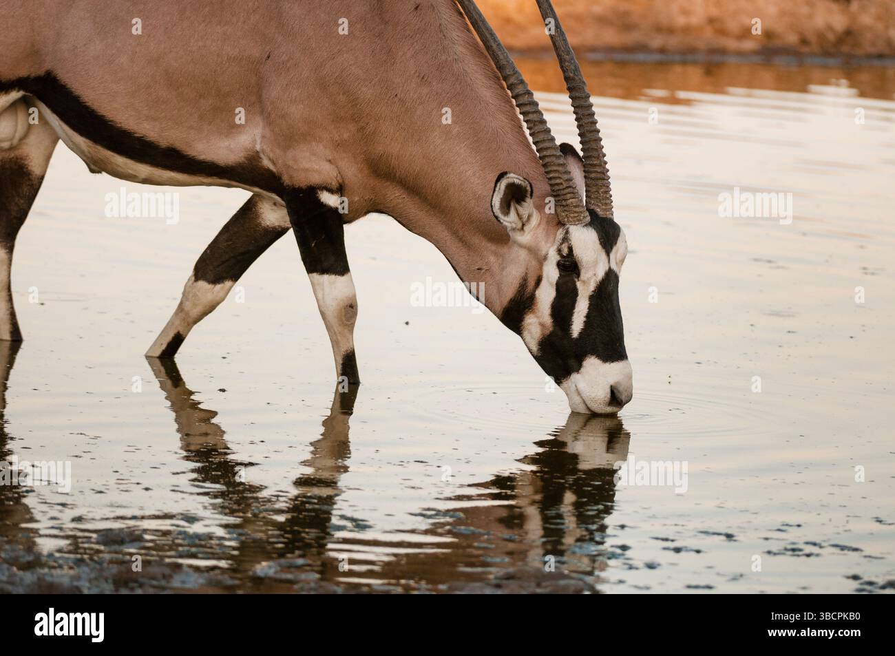 gemsbock, beisa, South African oryx (Oryx gazella), stands drinking in ...
