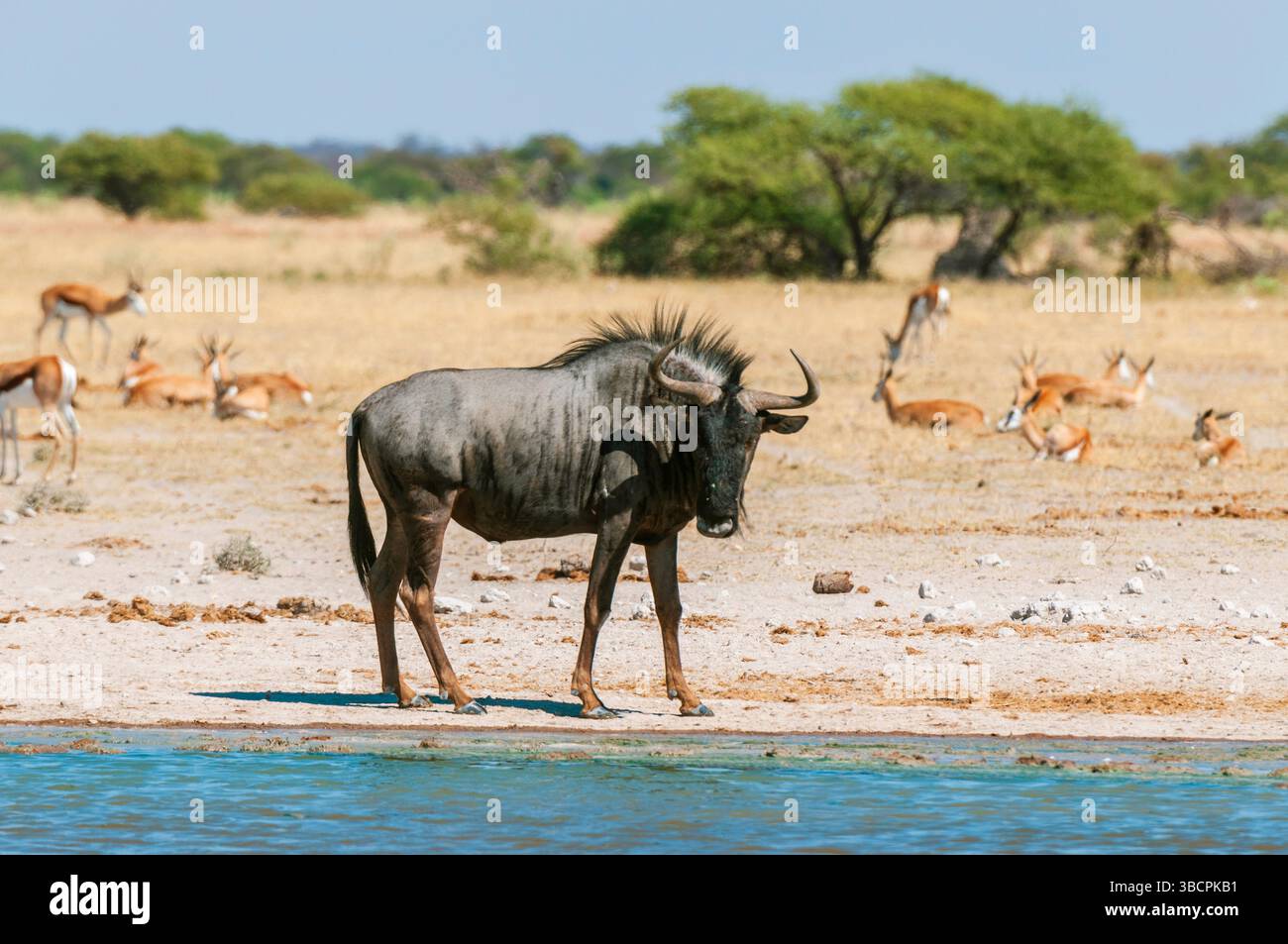 blue wildebeest, brindled gnu, white-bearded wildebeest, common ...