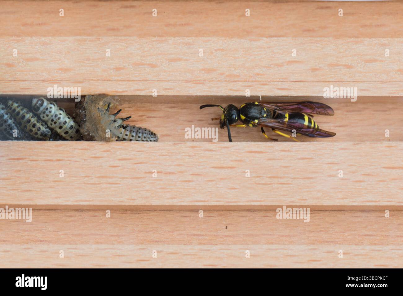 Wasps nest larvae development hi-res stock photography and images - Alamy