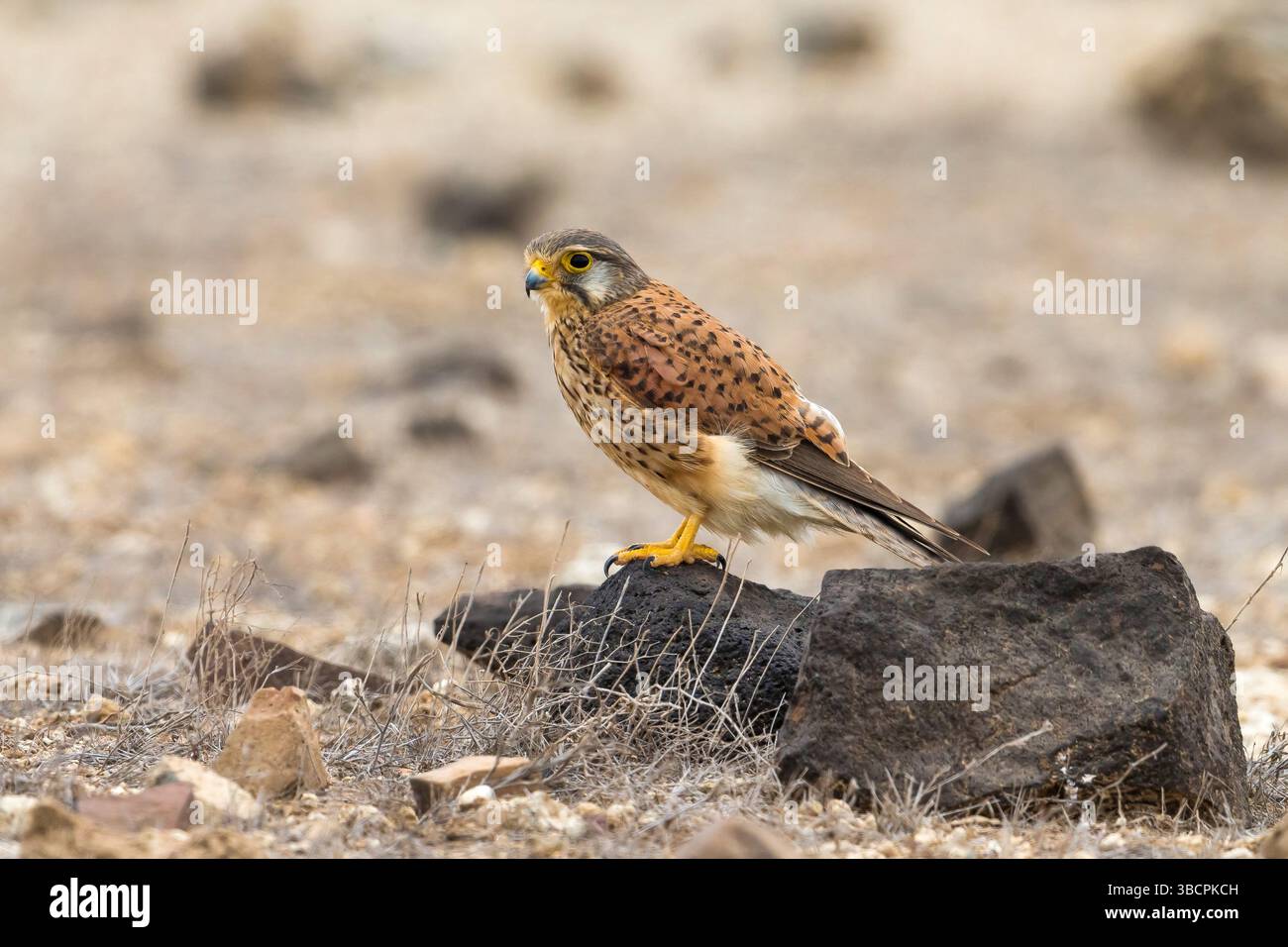 Greater Cape Verde Kestrel, Alexander's Kestrel (Falco tinnunculus ...