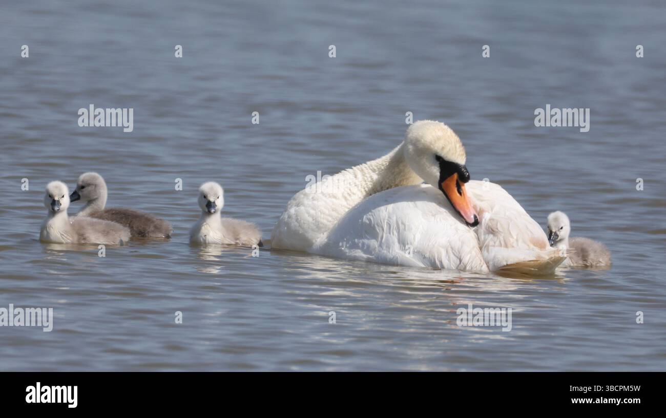 Rainham Essex, UK. 20th May, 2025. Female Mute Swan with Cygnet in ...
