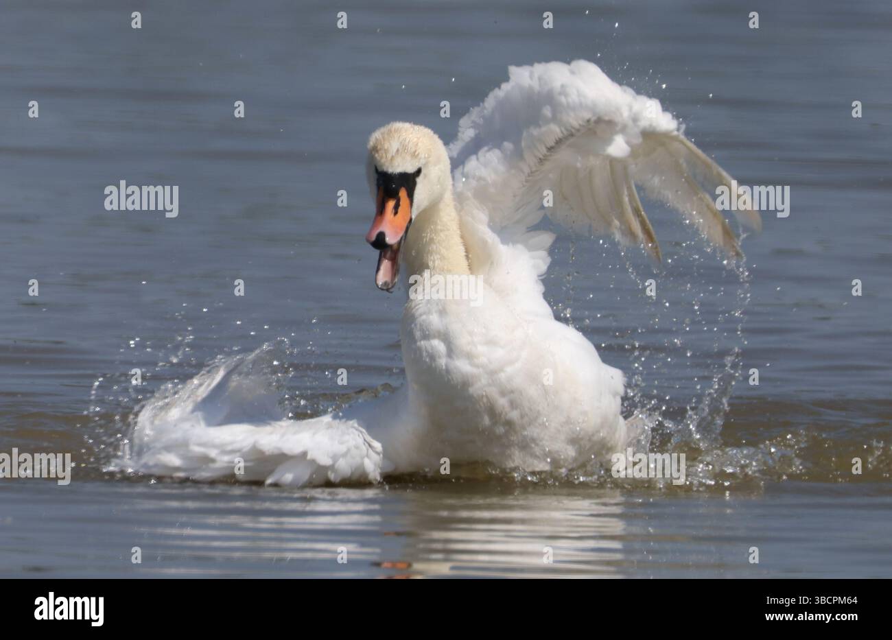 Rainham Essex, UK. 20th May, 2025. Male Mute Swan in water at RSPB ...