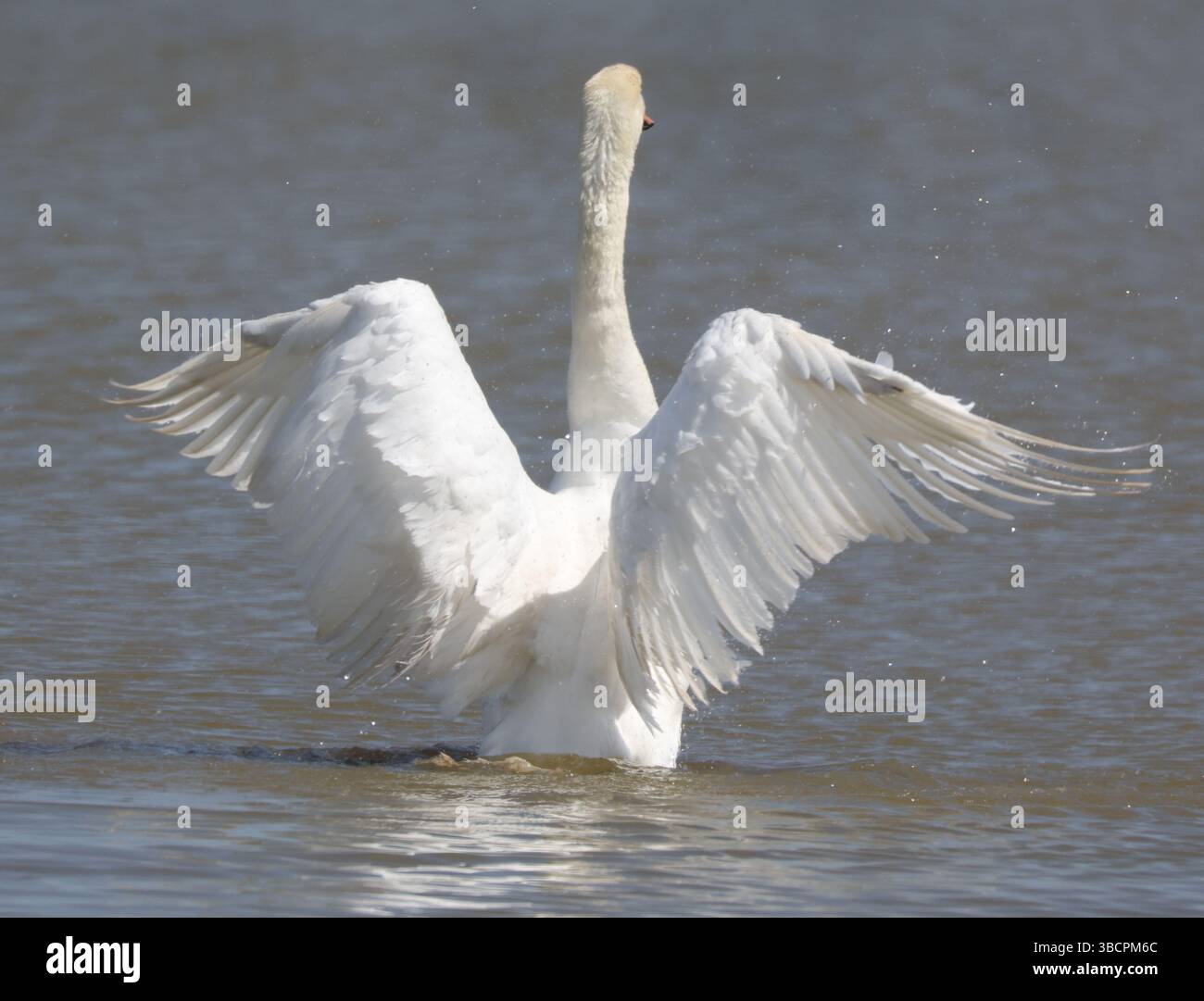 Rainham Essex, UK. 20th May, 2025. Male Mute Swan in water at RSPB ...