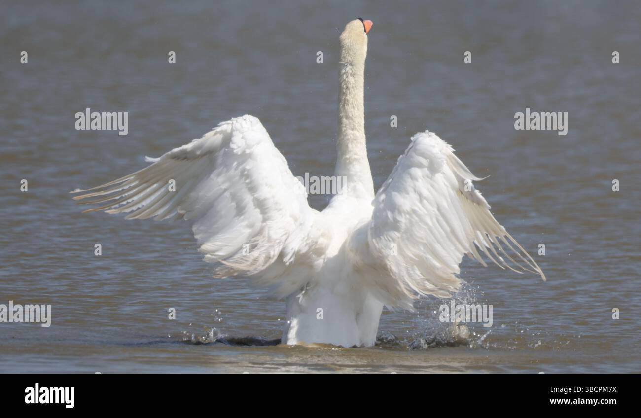 Rainham Essex, UK. 20th May, 2025. Male Mute Swan in water at RSPB ...