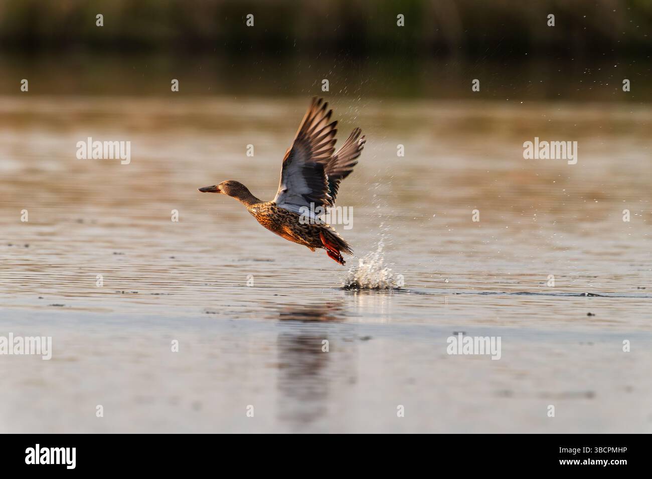 Female Shoveler Duck Running on Water to take off Stock Photo - Alamy